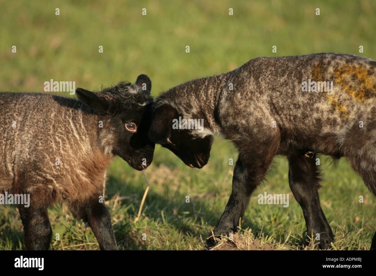 Two lambs butting each other Stock Photo - Alamy