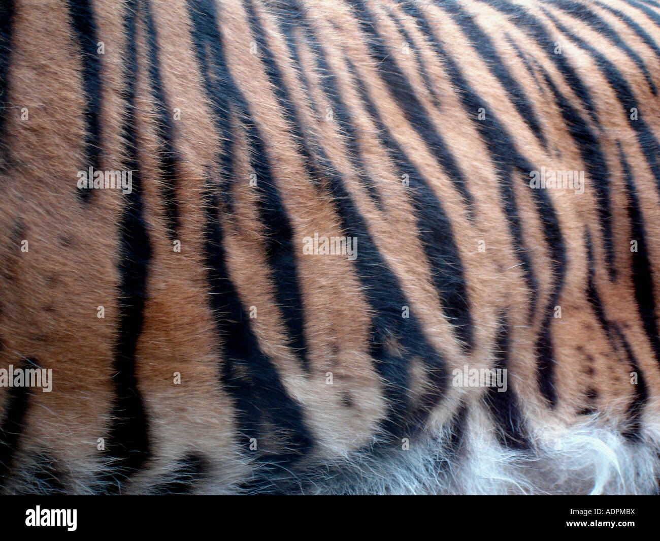 Close up of a Tigers body Stock Photo - Alamy