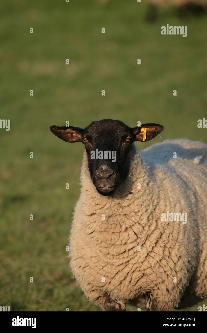 Ewe standing in field Stock Photo - Alamy