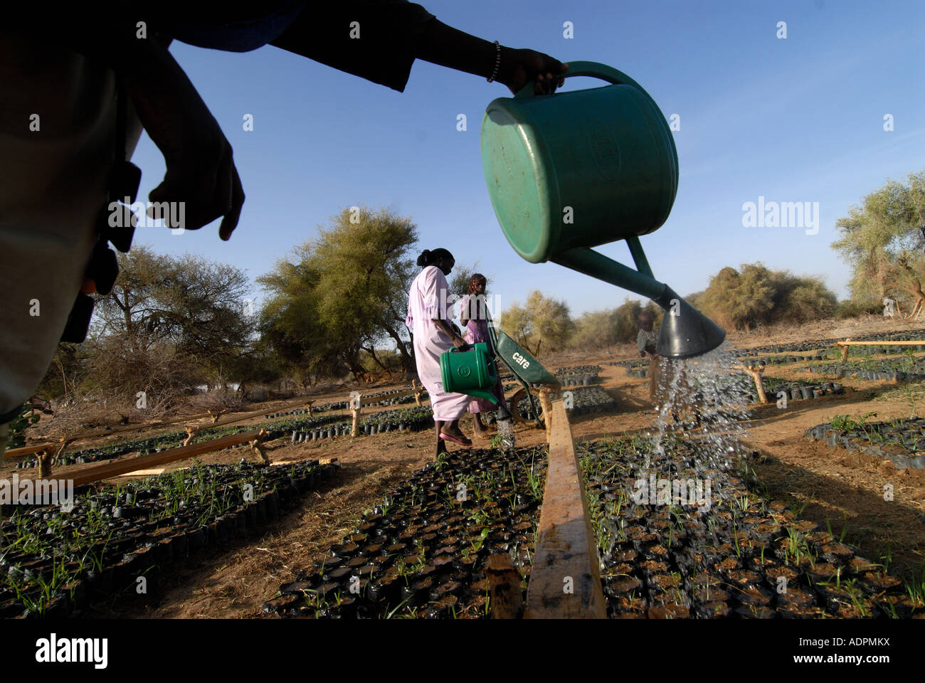 Africa.Toulum camp for Sudanese refugees Eastern Chad Care tree nursery ...