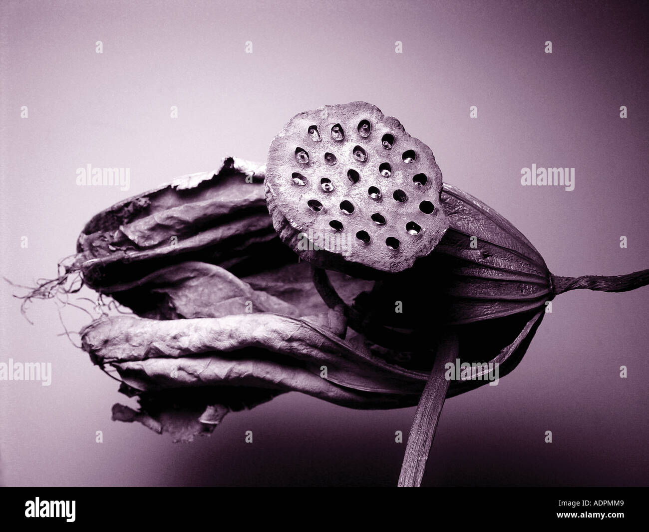 Blue lotus cut out hi-res stock photography and images - Alamy