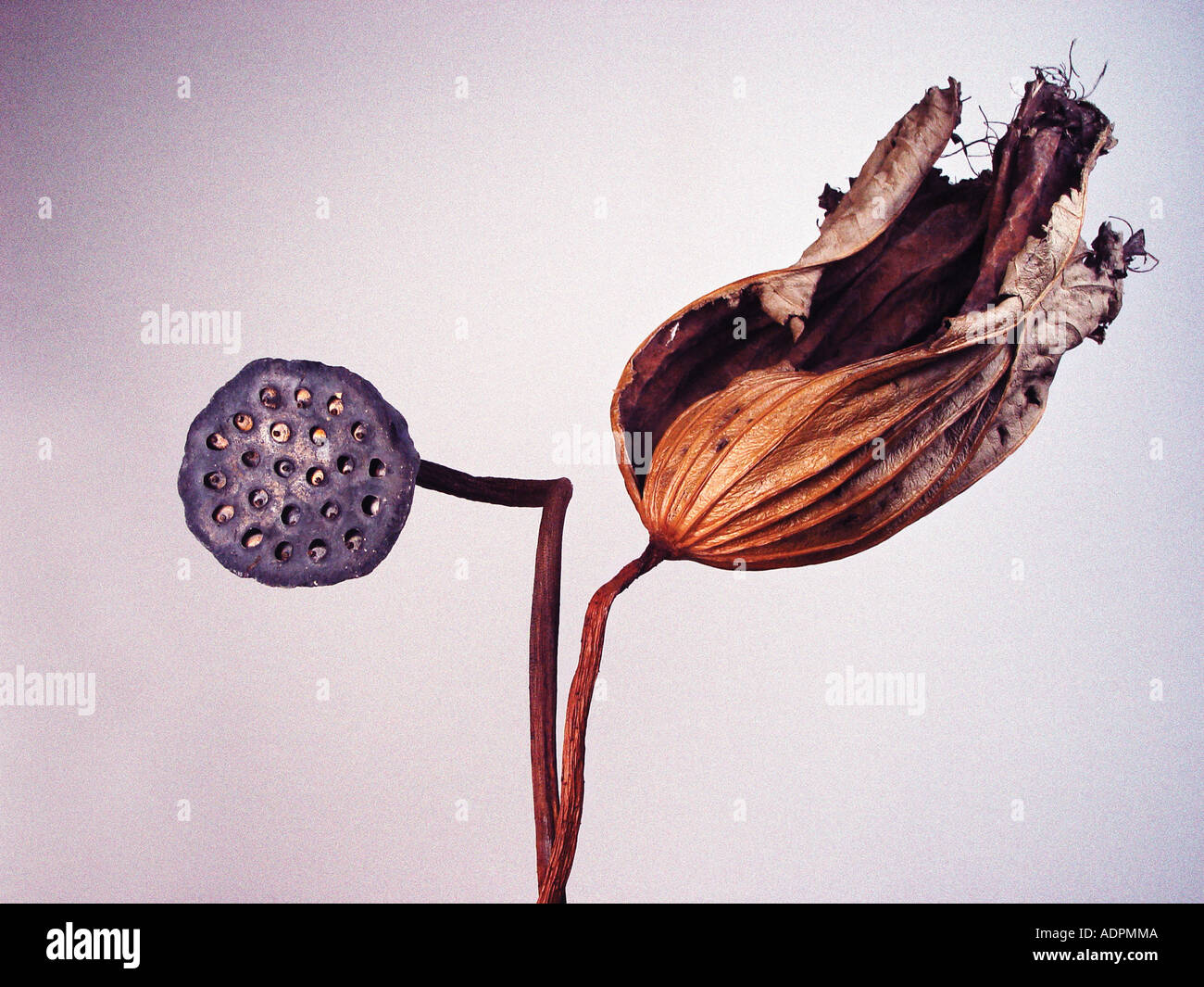 Blue lotus cut out hi-res stock photography and images - Alamy