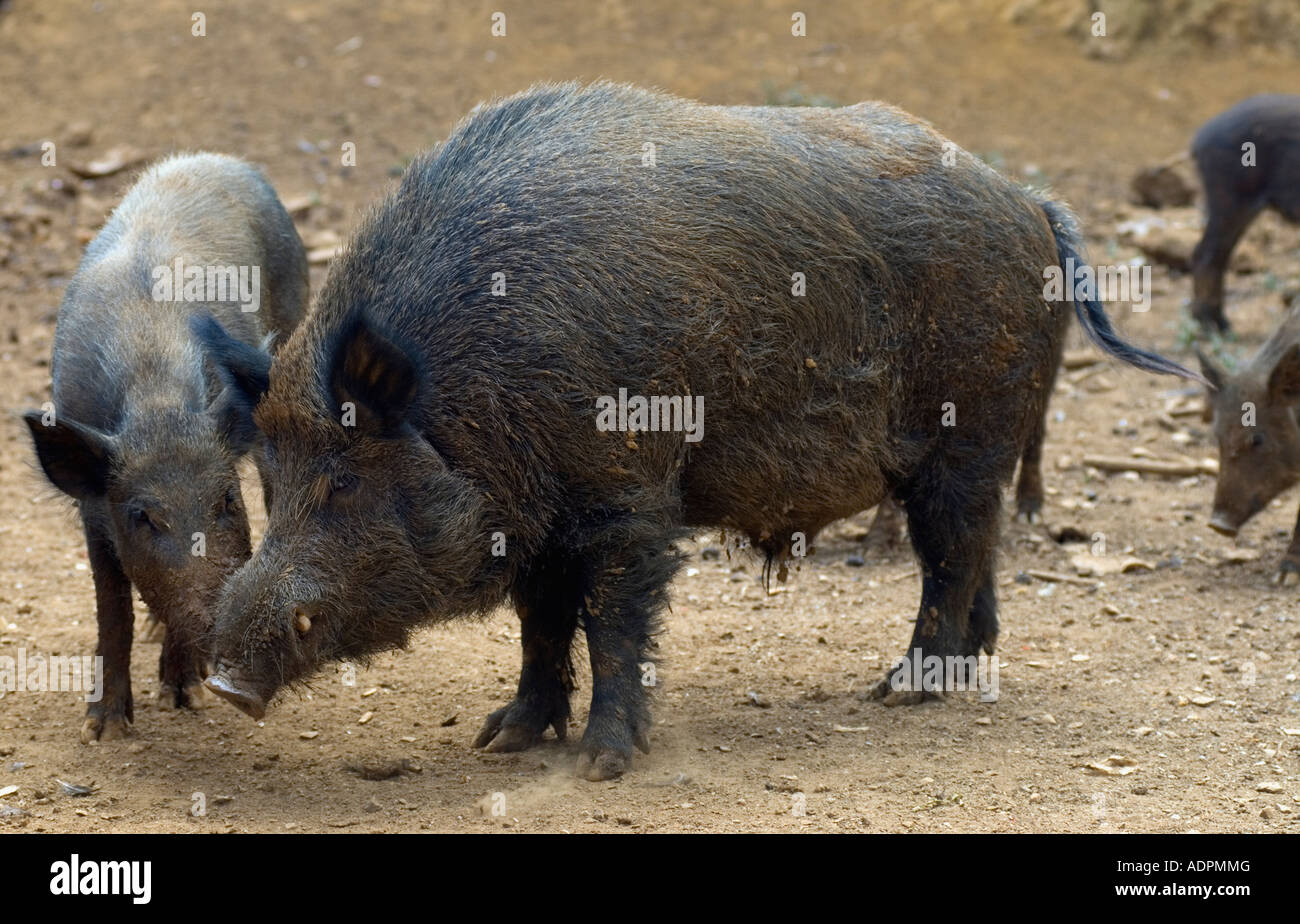 Spanish jabali hi-res stock photography and images - Alamy
