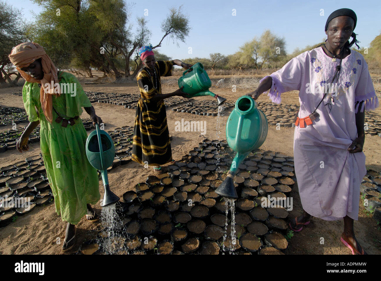 Africa.Toulum camp for Sudanese refugees .Eastern Chad. Care tree ...