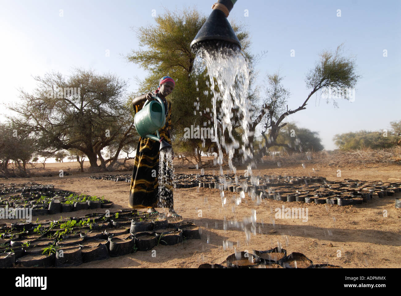 Africa.Toulum camp for Sudanese refugees Eastern Chad Care tree nursery ...