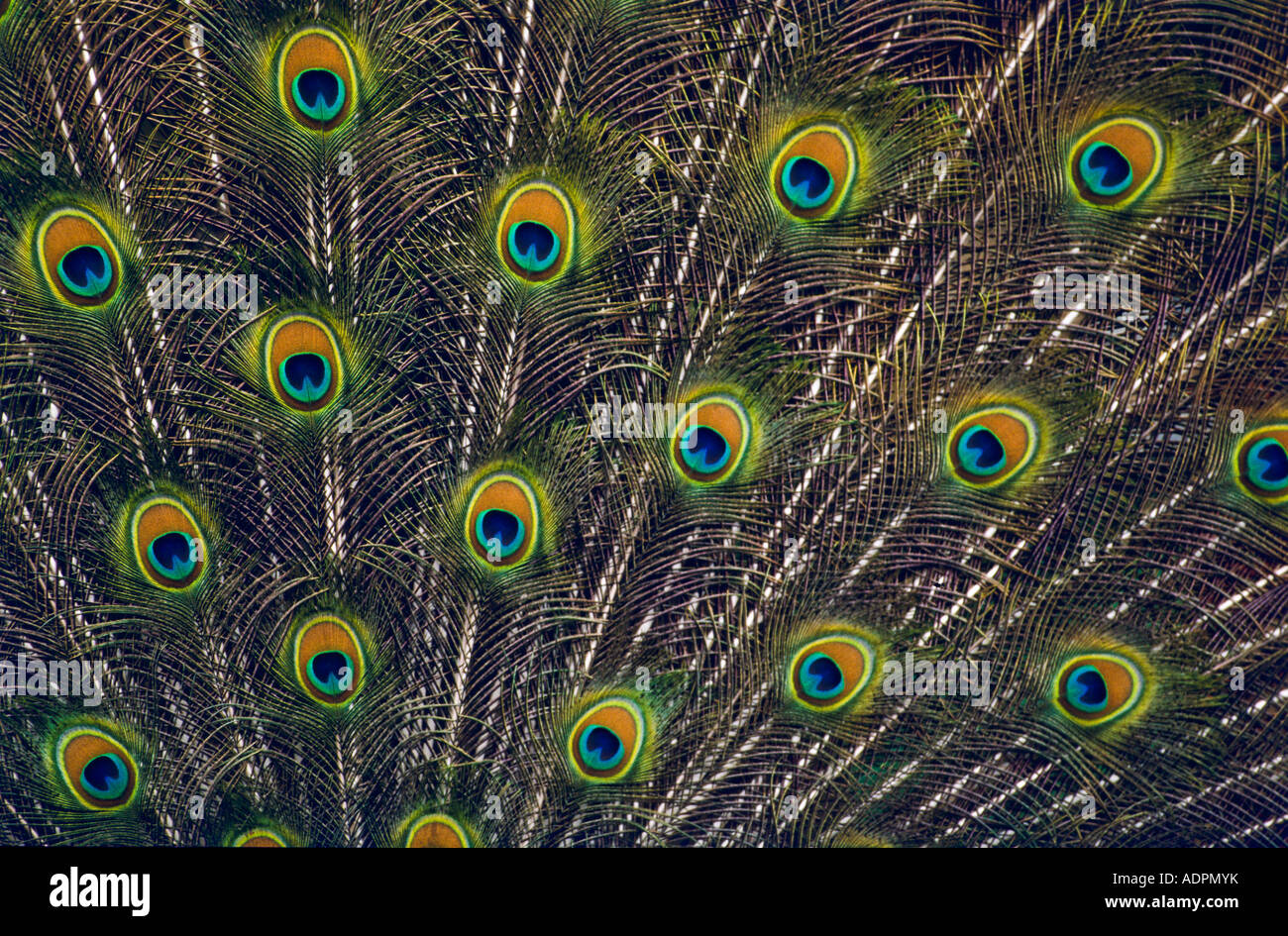 Tail fanning display hi-res stock photography and images - Alamy