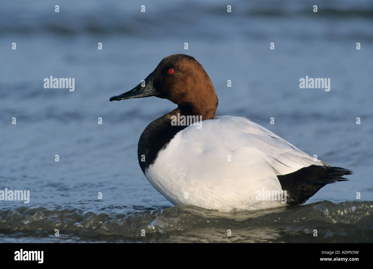 Canvasback Aythya valisineria male Rockport Texas USA December 2003 ...