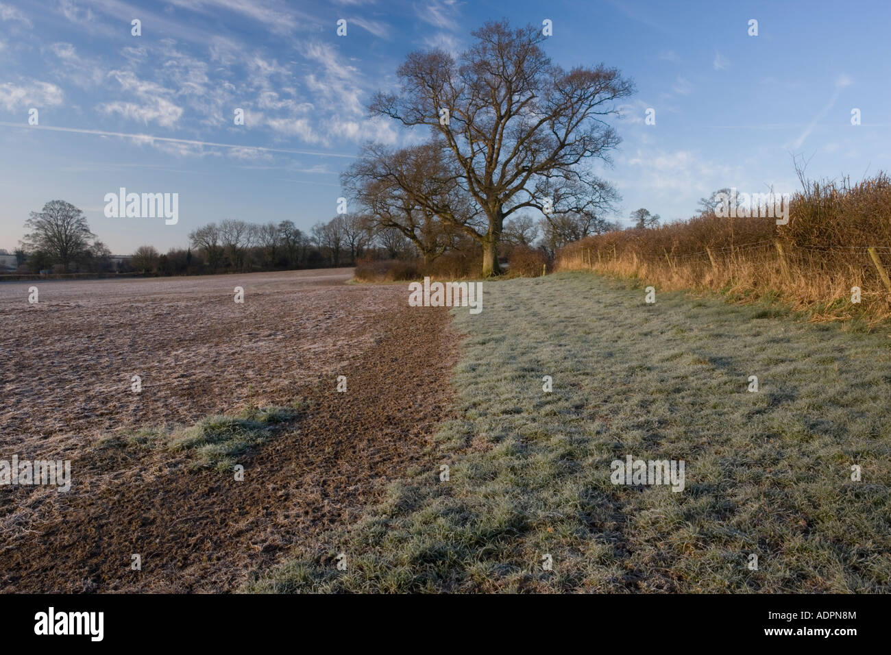 Field with trees and uncultivated grassland boundary, North Dorset ...