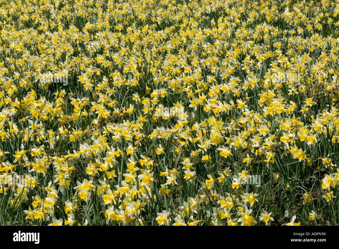 Ssp s hi-res stock photography and images - Alamy