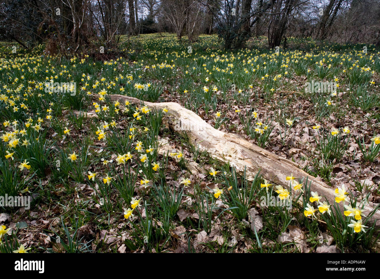 Wild daffodils Narcissus pseudonarcissus in huge quantity in old woods ...