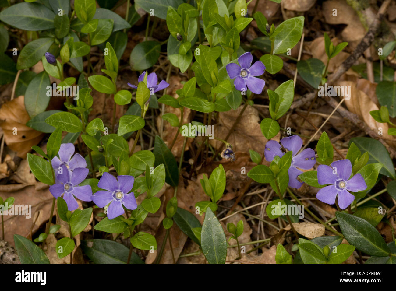 Lesser periwinkle in old woodland Vinca minor Stock Photo - Alamy