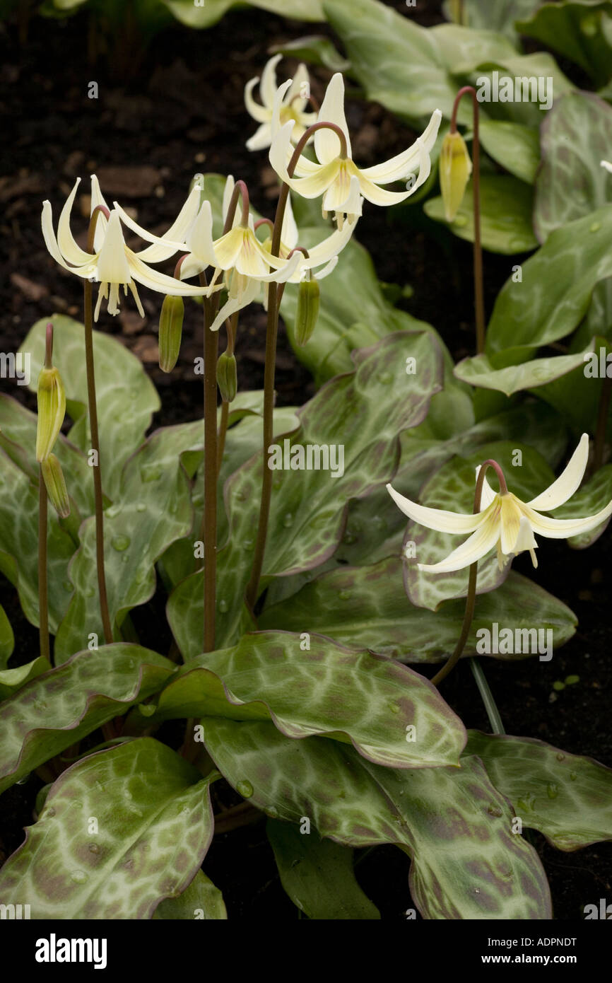 California fawn lily, Erythronium californicum, California Stock Photo ...