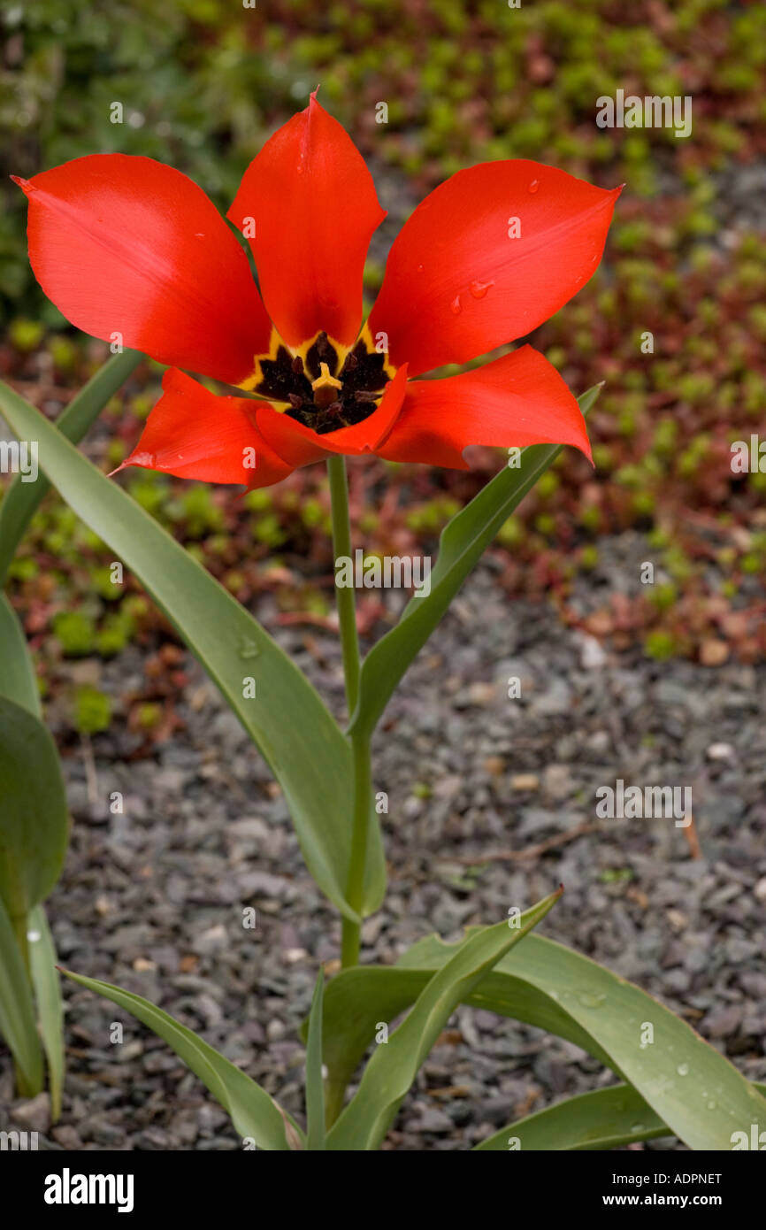 Rare tulip (Tulipa eichleri) close-up, Georgia, Russia Stock Photo - Alamy