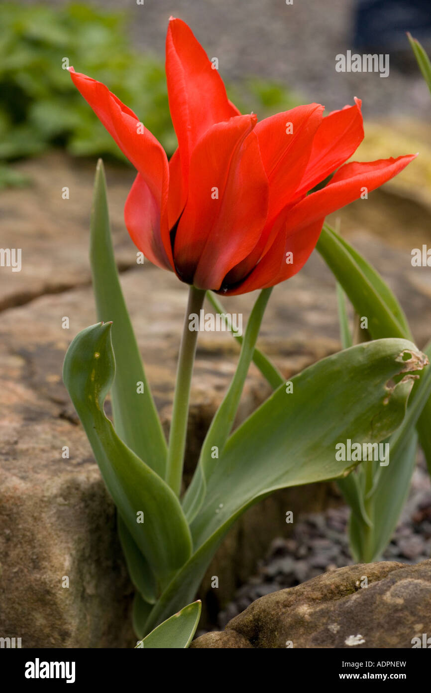 A rare tulip Tulipa ingens from Pamir Altai Russia Stock Photo - Alamy