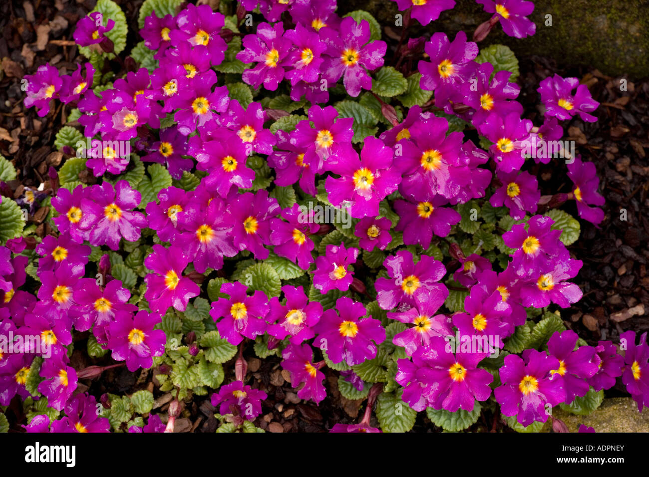 Garden Primrose (Primula juliana) close-up, Kew Gardens, southwest ...