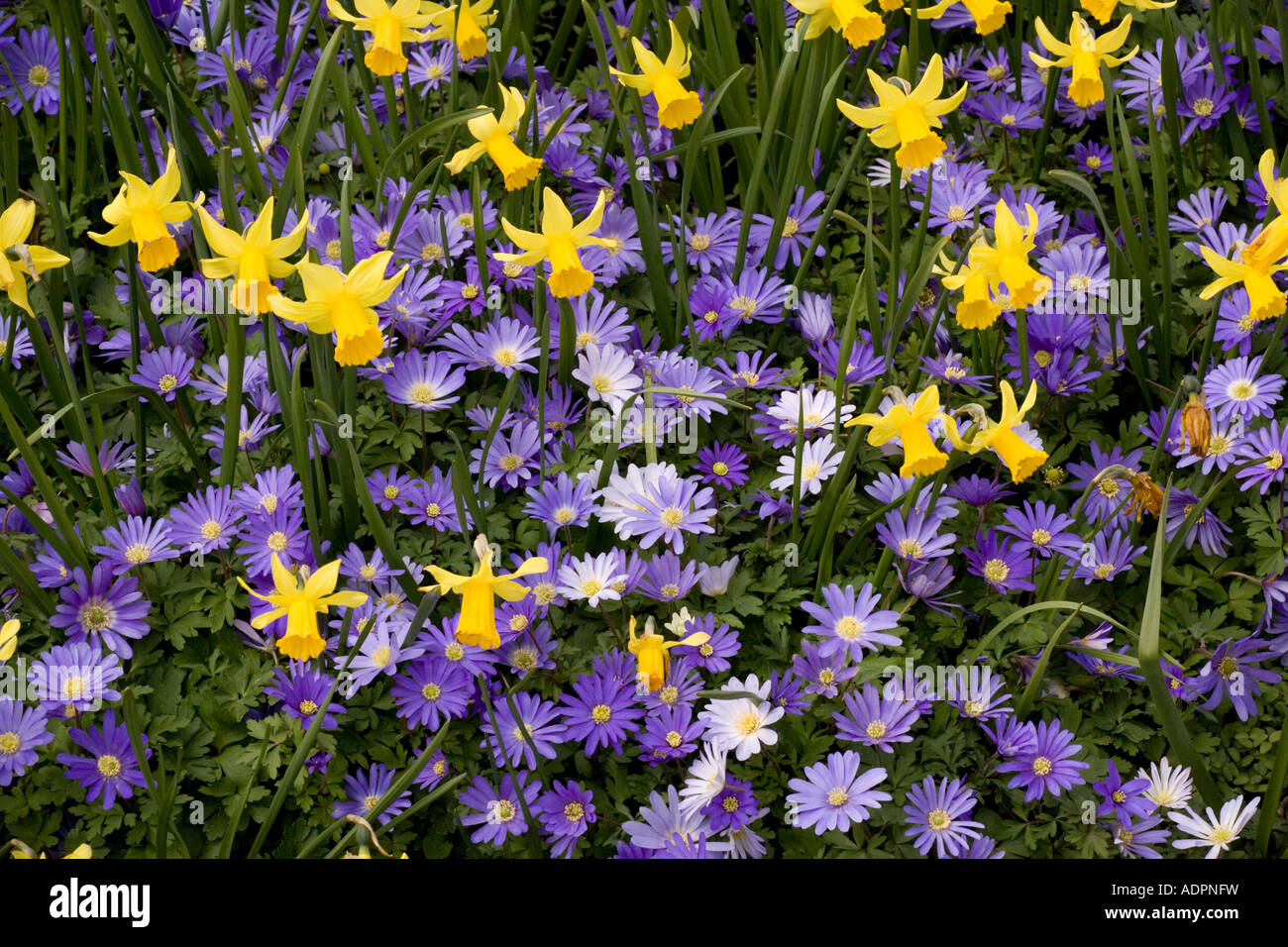 Dwarf daffodils and Anemone blanda in garden border forming a beautiful ...