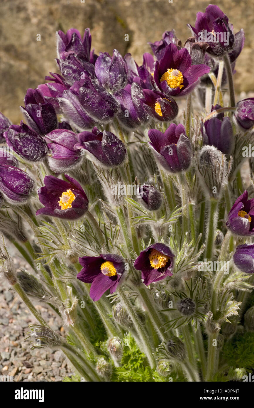 A central european pasque flower: Haller's Pasque Flower, Pulsatilla ...