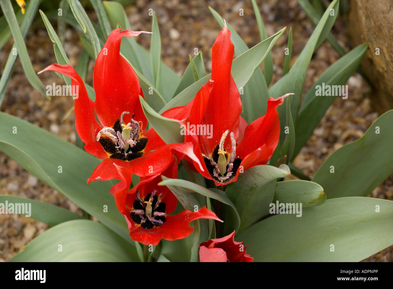 Tulipa sharonensis hi-res stock photography and images - Alamy