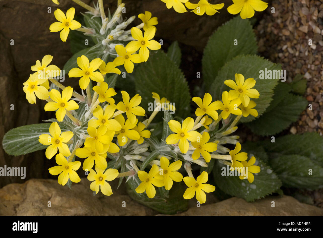 A beautiful primula Primula verticillata from Yemen and N Africa Stock ...