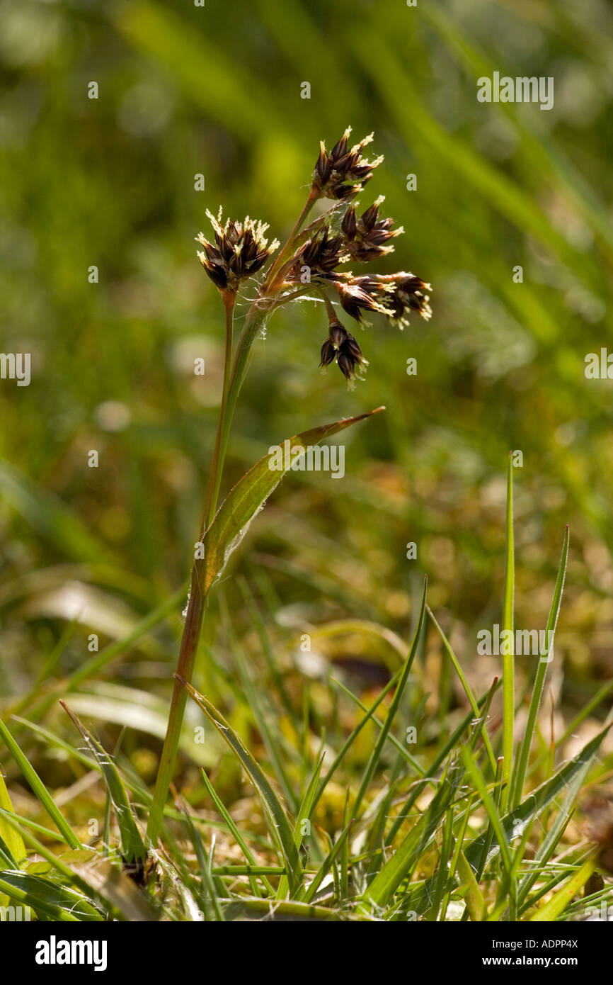 Field wood rush, Luzula campestris Stock Photo - Alamy