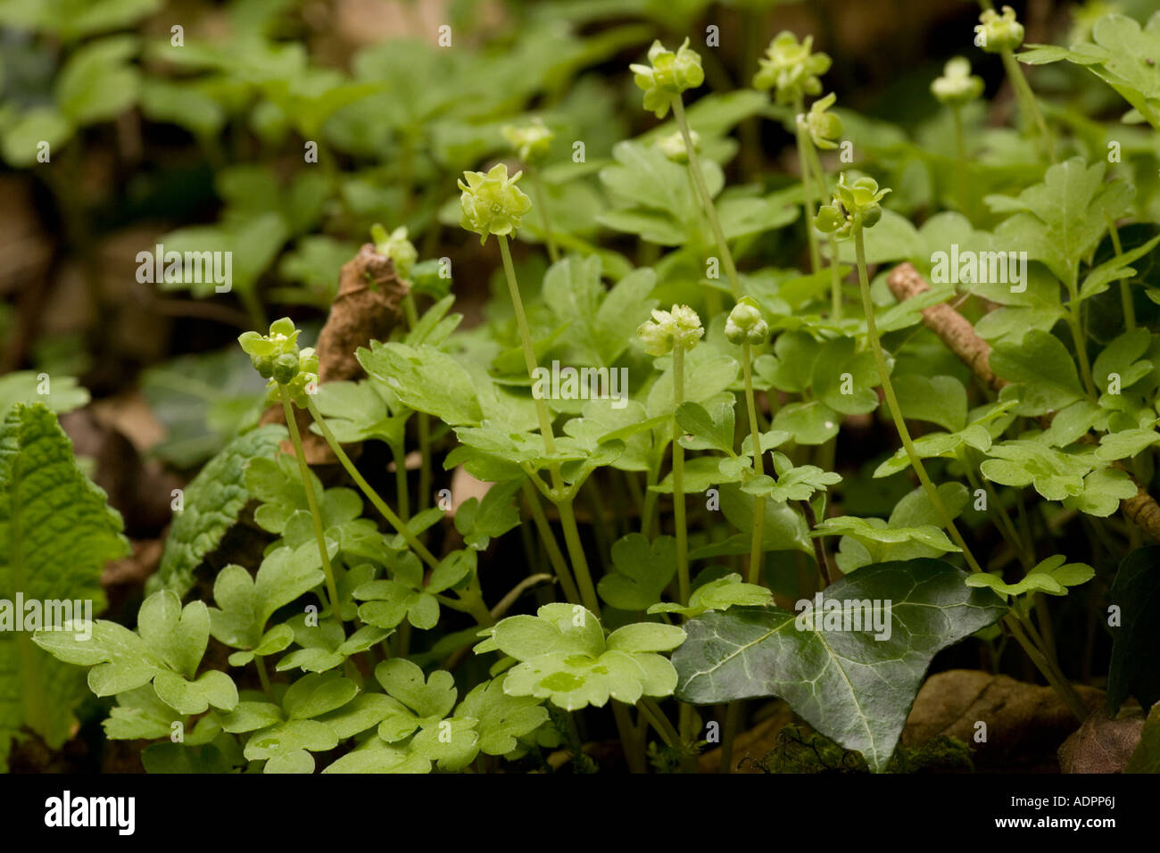 Moschatel or town hall clocks, Adoxa moschatellina In woodland Dorset ...