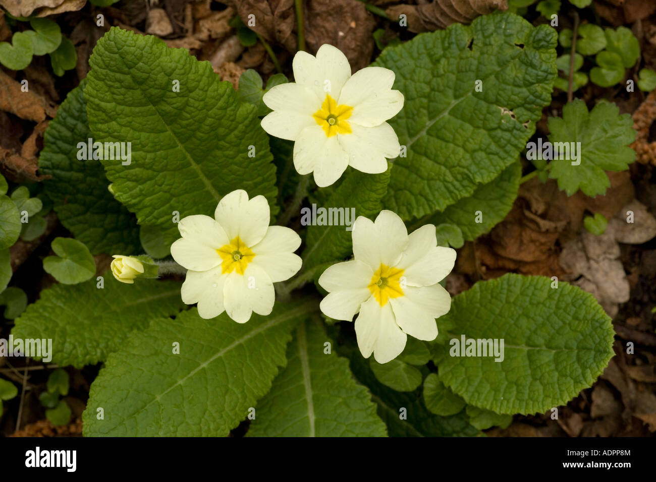 Common primroses {primula vulgaris} hi-res stock photography and images ...
