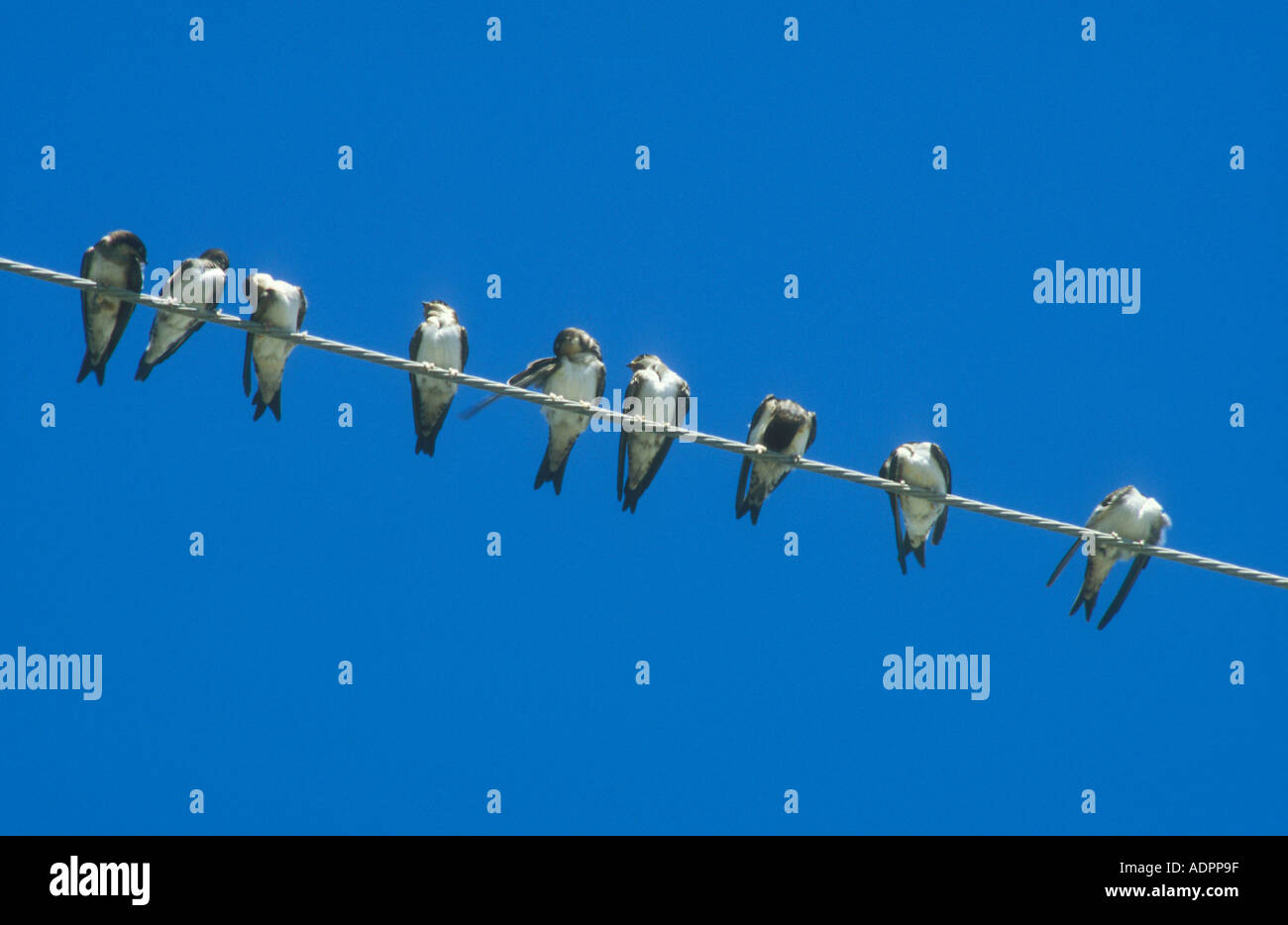 House martins on wire hi-res stock photography and images - Alamy