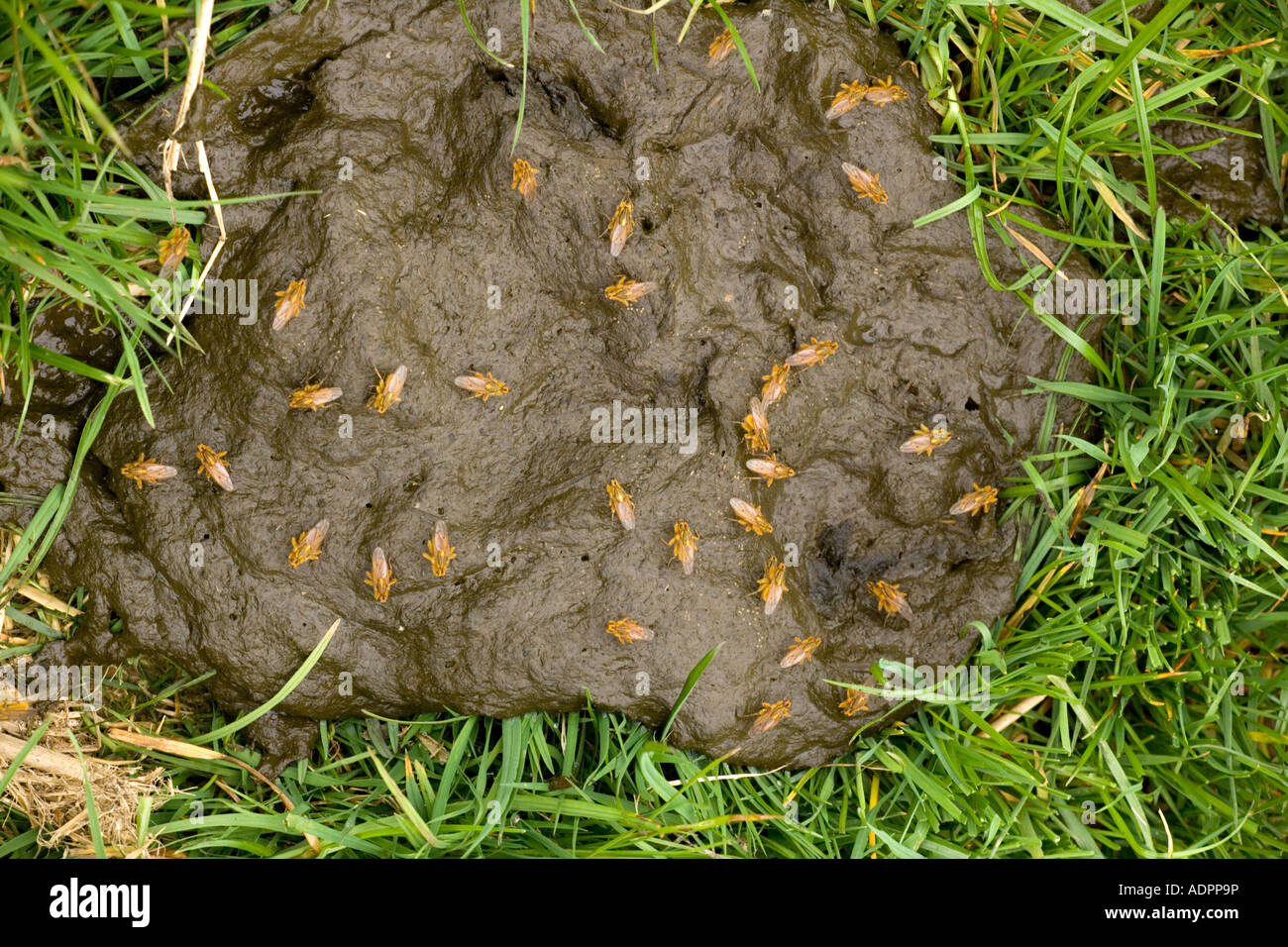 Yellow dung flies Scathophaga stercoraria males on cow pat waiting to ...