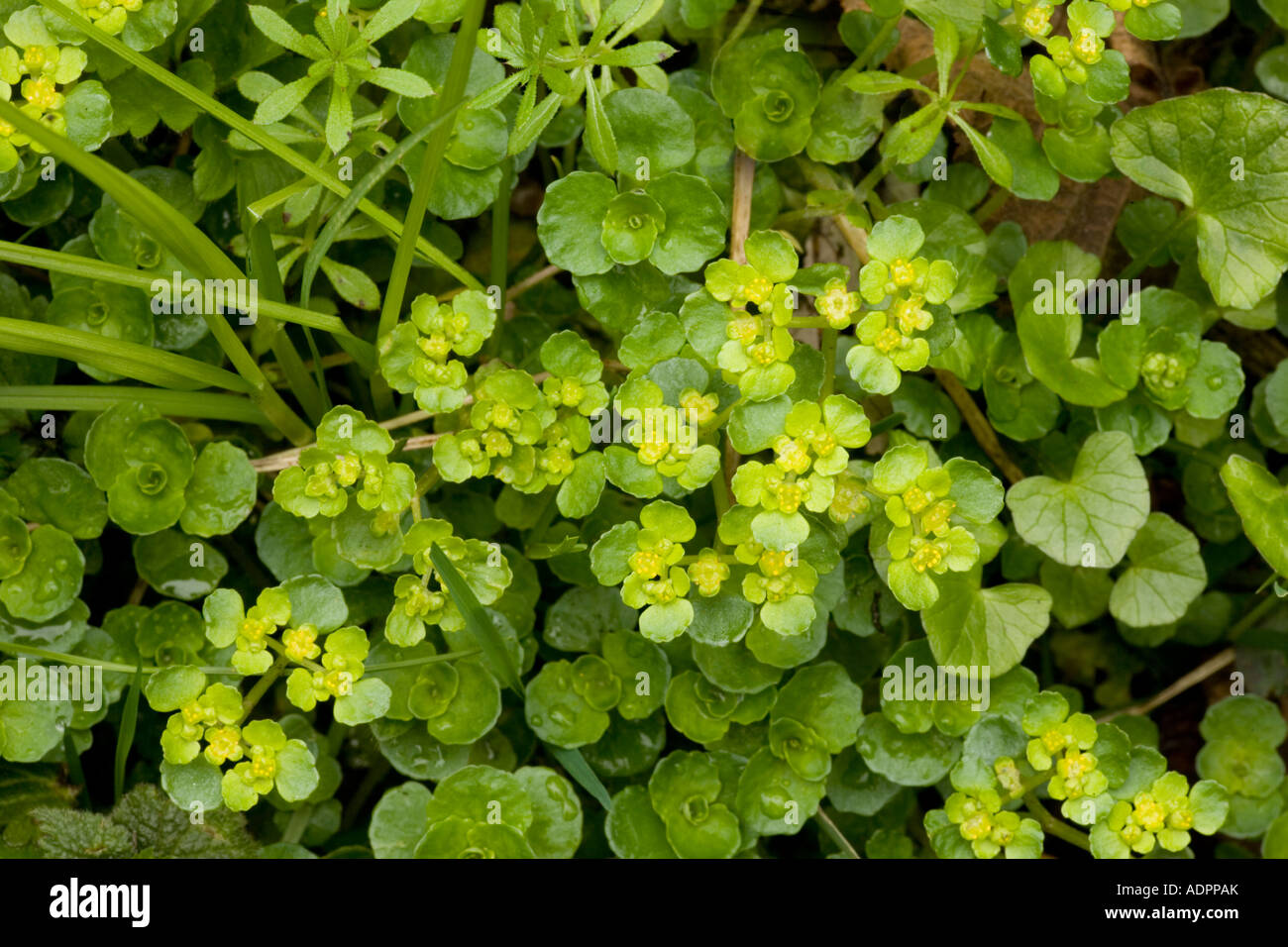 Golden saxifrage, Chrysosplenium oppositifolium, In wet woodland Dorset ...