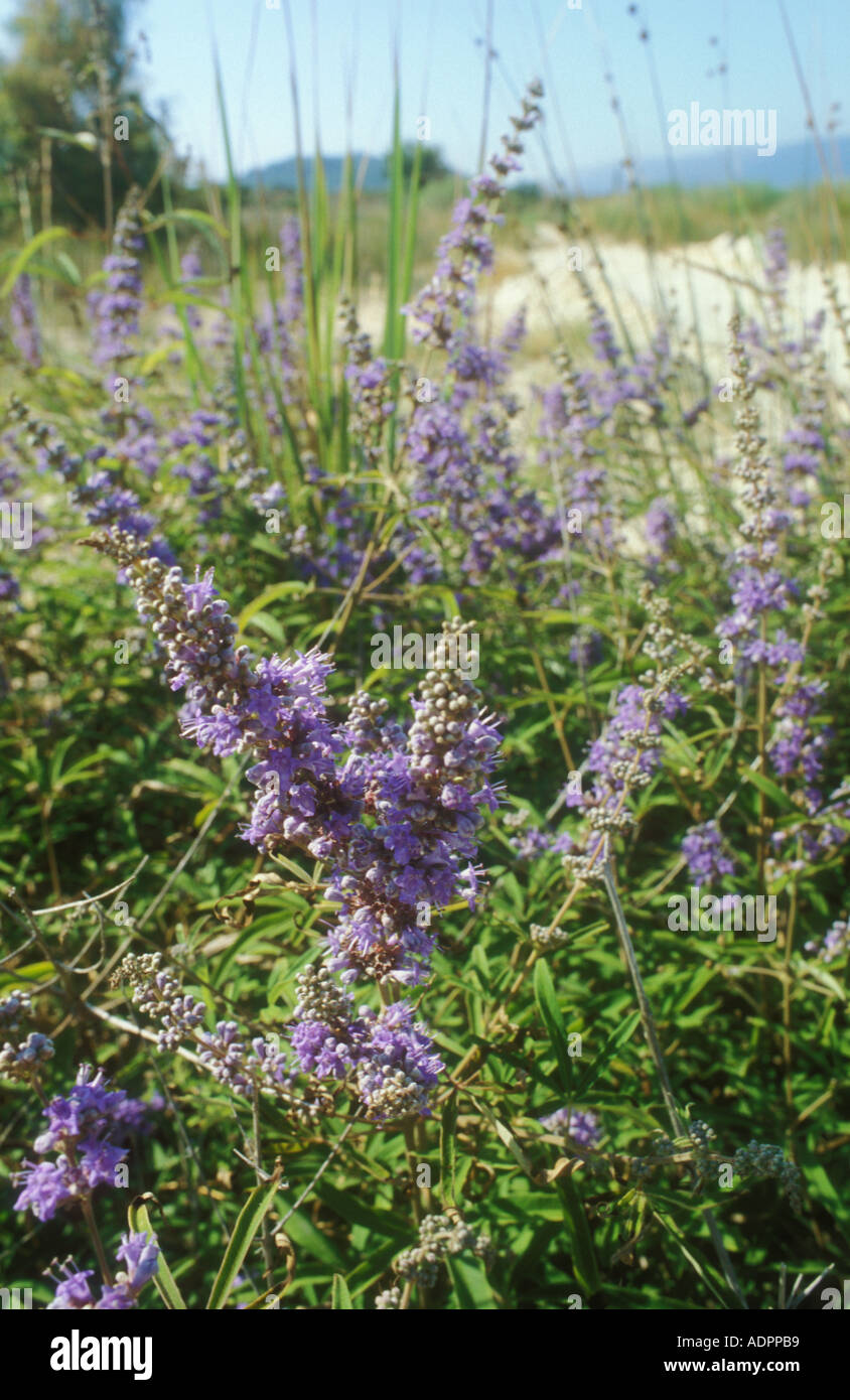 Chaste bush hi-res stock photography and images - Alamy