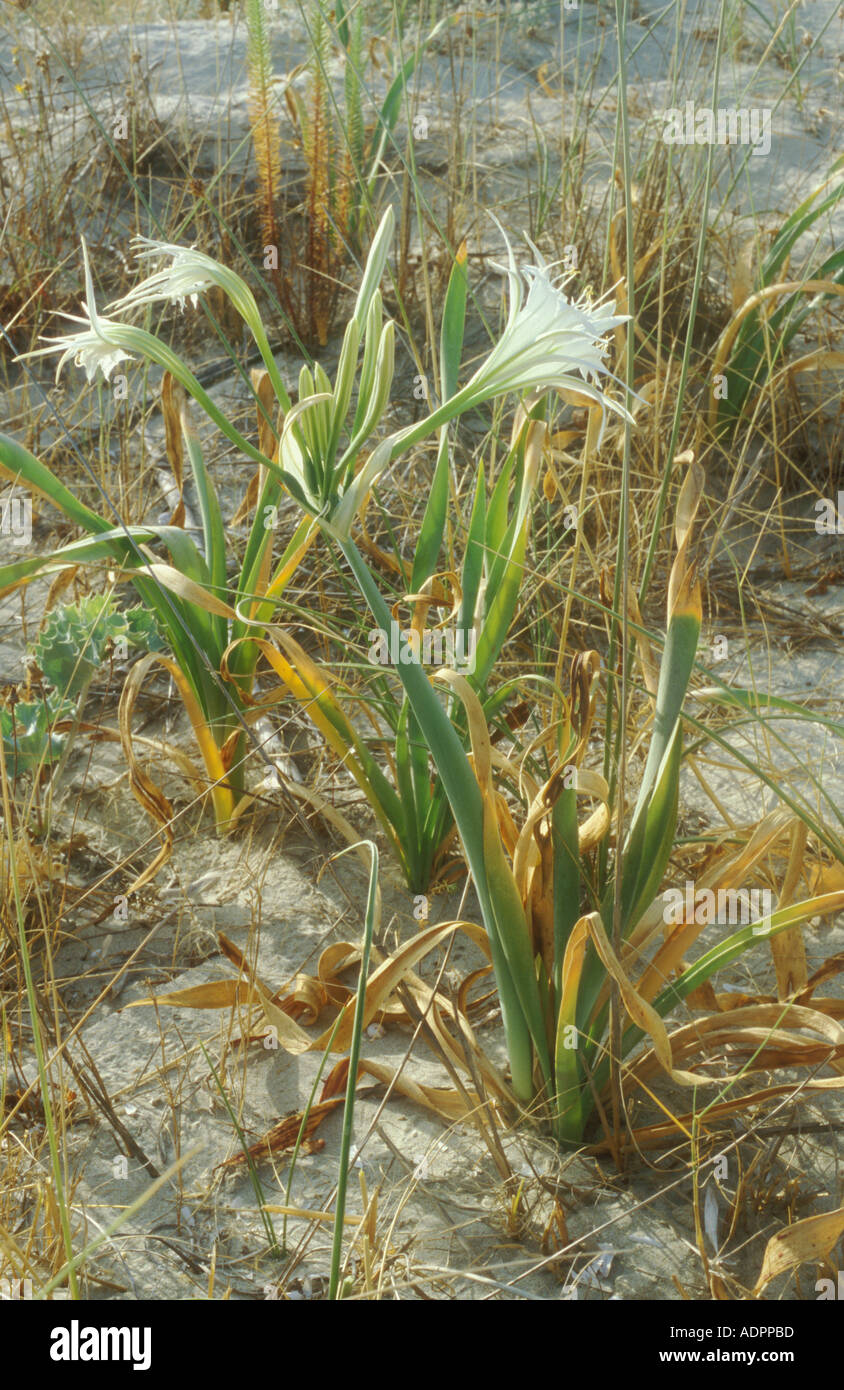 Sea Daffodil in full bloom growing in sand dunes Stock Photo - Alamy