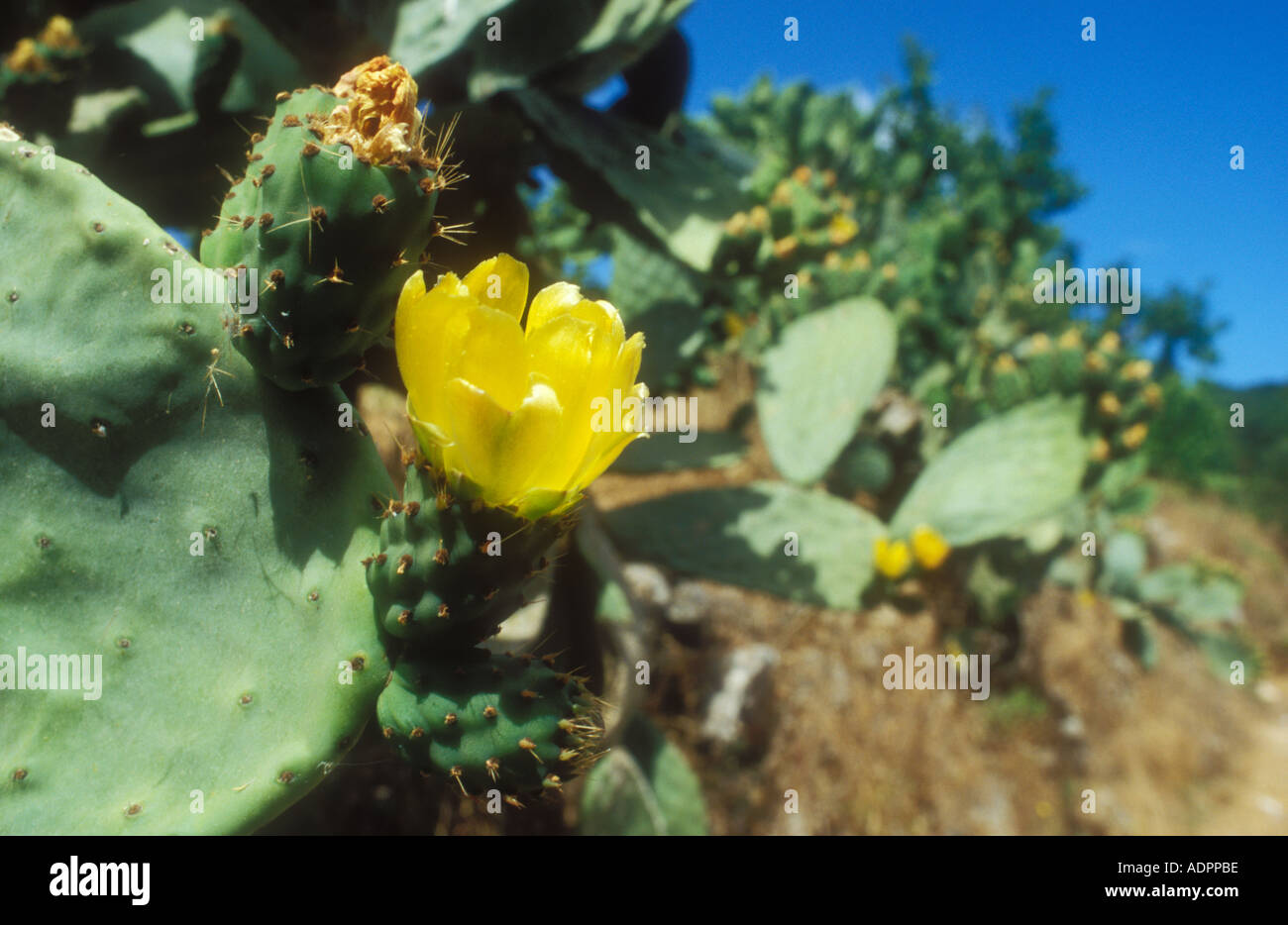 Common prickly pear hi-res stock photography and images - Alamy