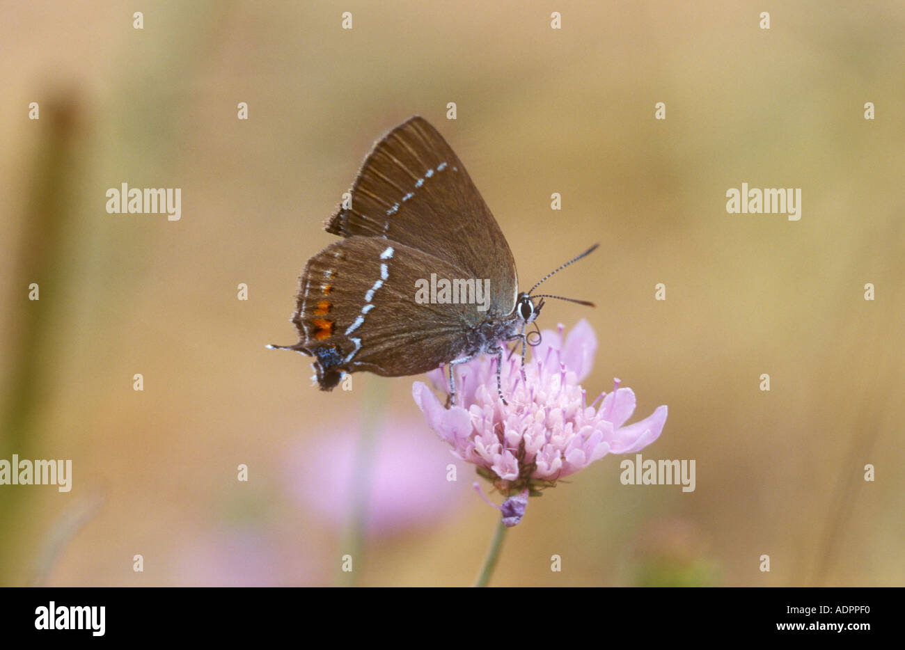 Stunning common blue butterfly hi-res stock photography and images - Alamy