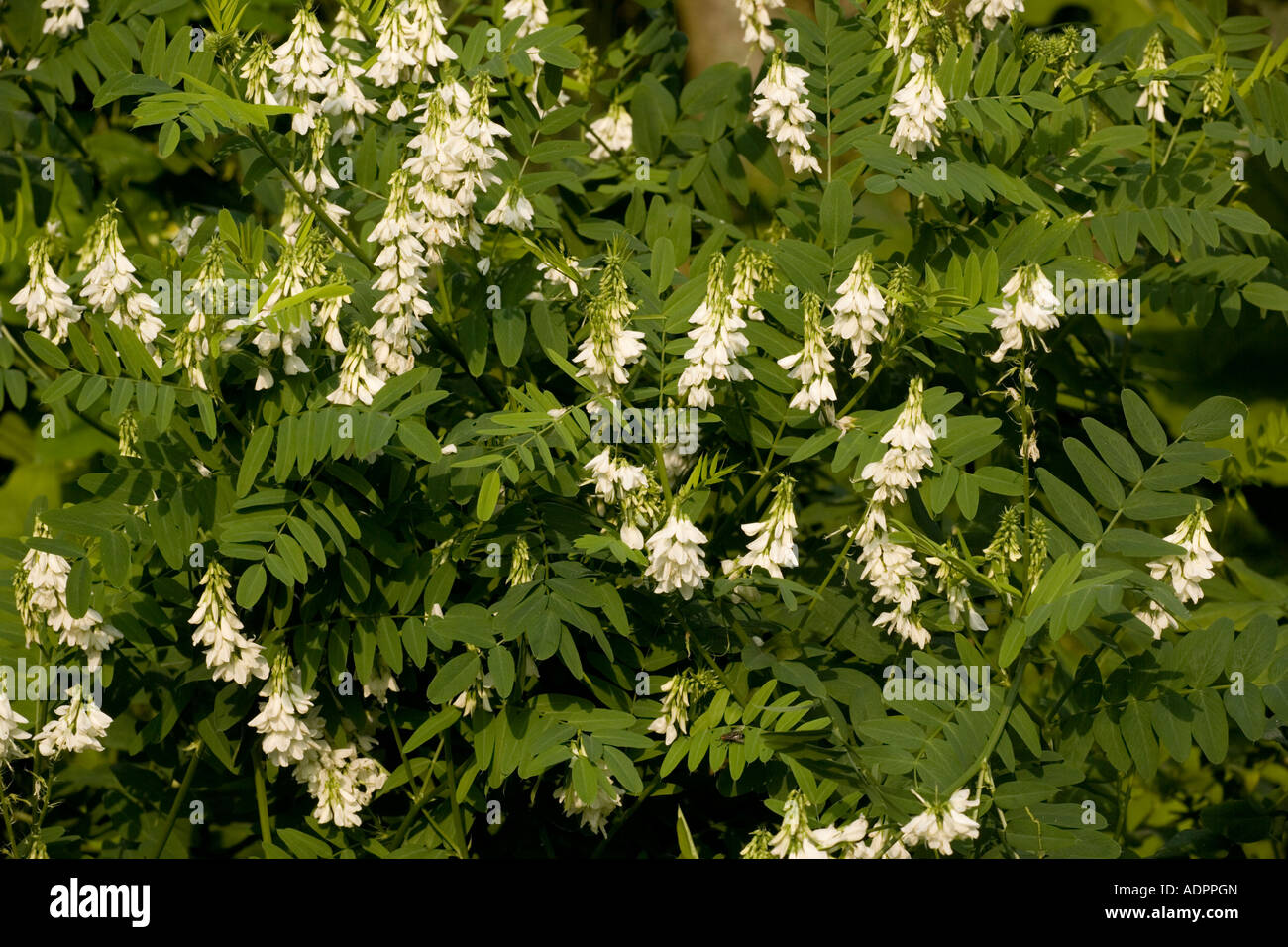 Goat's rue, white form, Galega officinalis Kew Stock Photo - Alamy