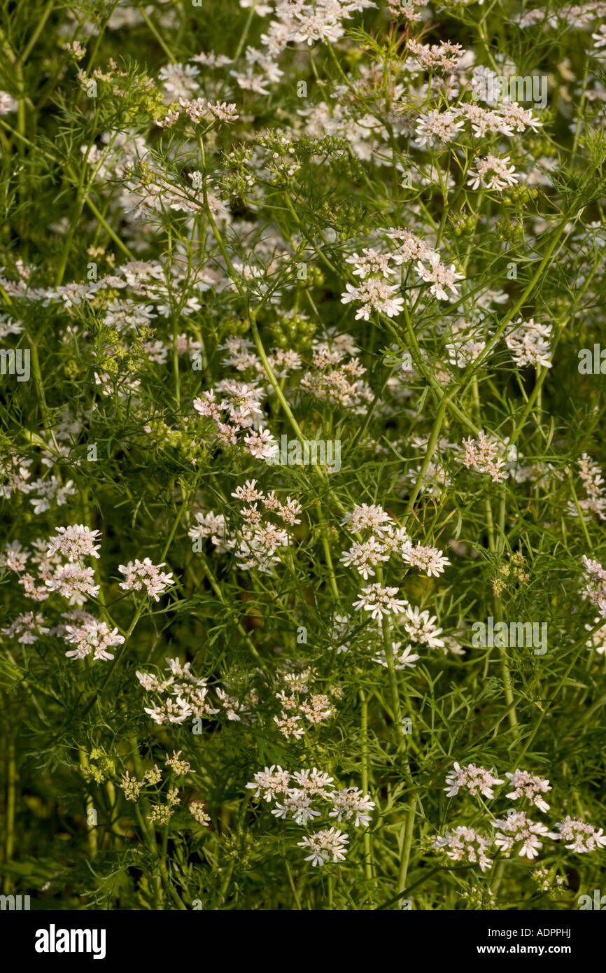 Sativum flower hi-res stock photography and images - Alamy