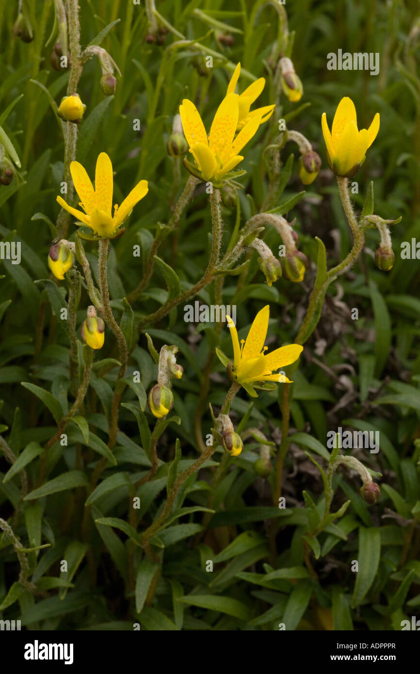 Marsh saxifrage Saxifraga hirculus Stock Photo - Alamy
