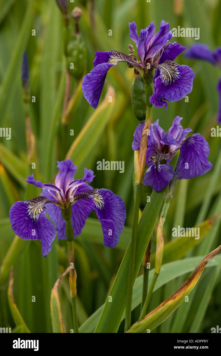 Butterfly iris, Iris spuria France Stock Photo - Alamy