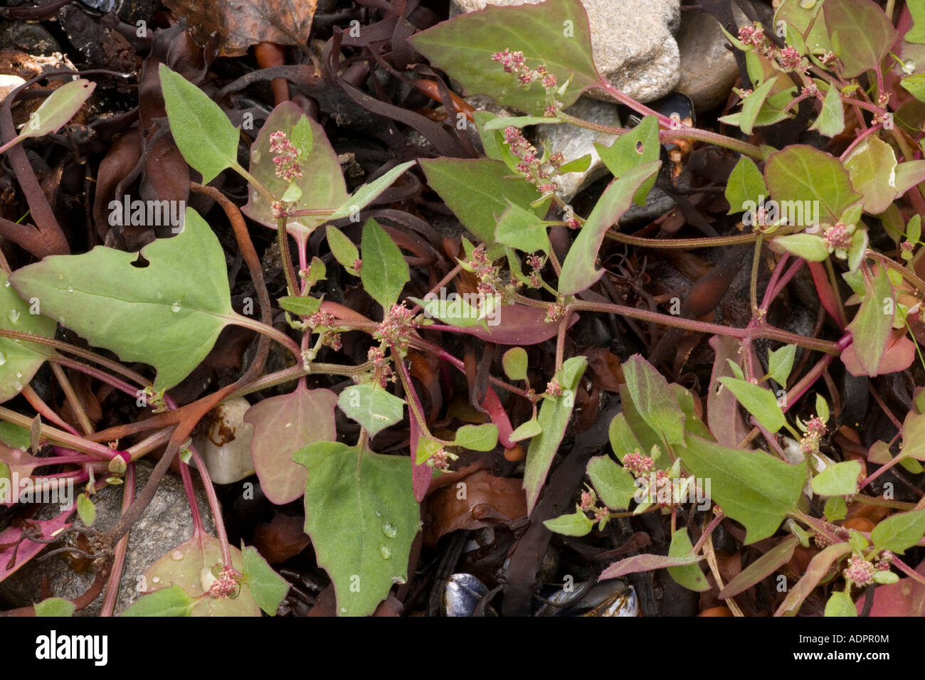 Thin leaf orache hi-res stock photography and images - Alamy