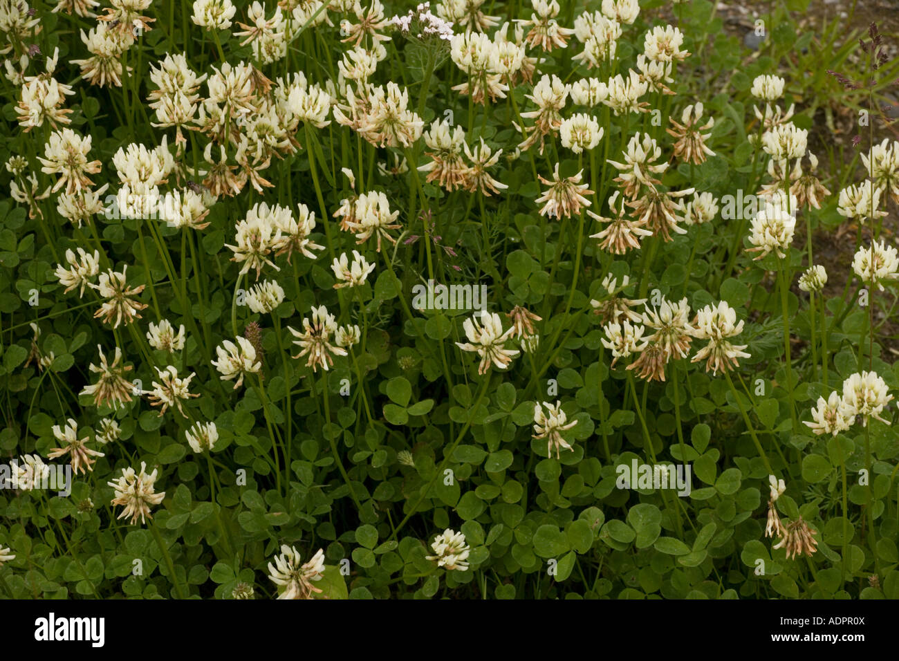 White clover, Trifolium repens, wild plant and fodder crop Stock Photo ...