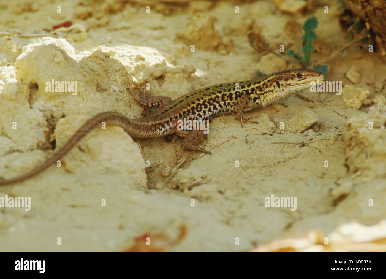 Balkan Wall Lizard Stock Photo - Alamy