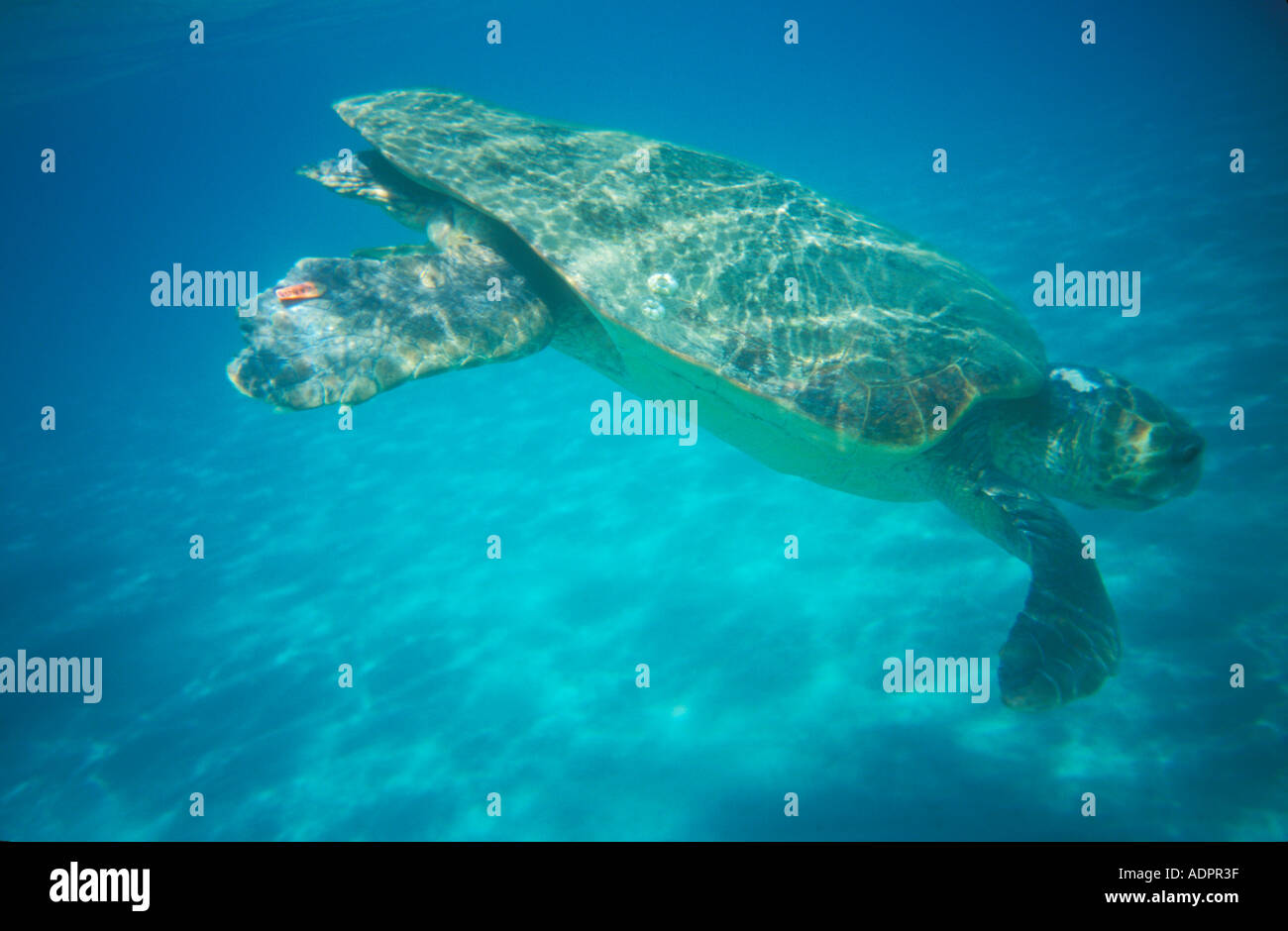 Caretta turtle sea loggerhead ocean flippers reptile hi-res stock ...