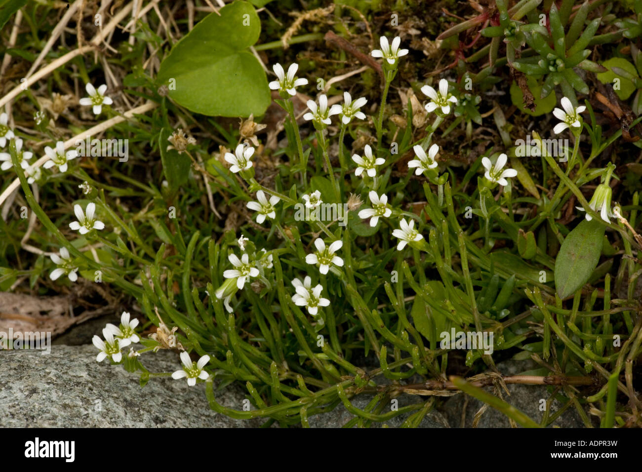 Arctic sandwort, Arenaria norvegica, Norway Stock Photo - Alamy