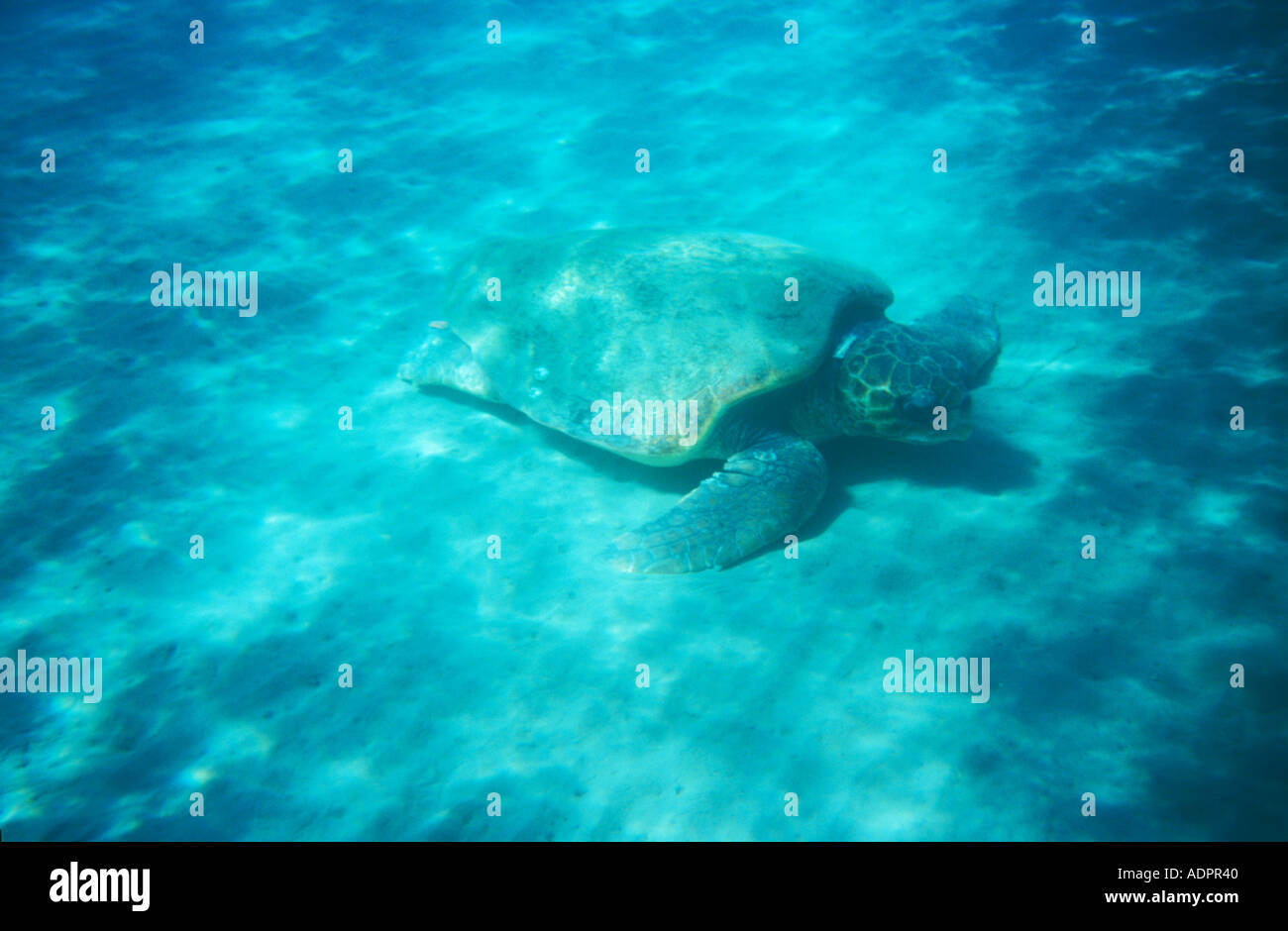 Loggerhead Turtle Resting Underwater Stock Photo - Alamy