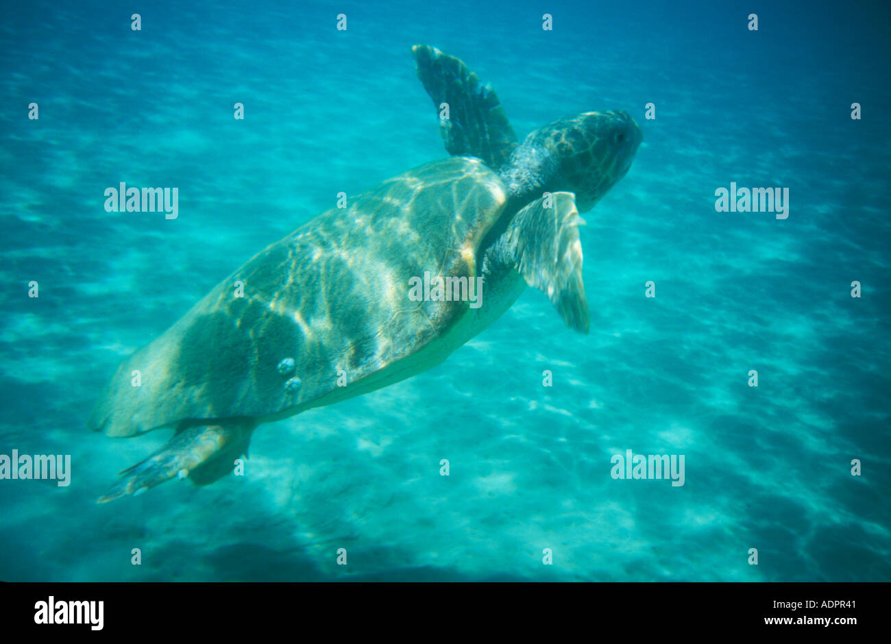 Large head loggerhead turtle caretta hi-res stock photography and ...
