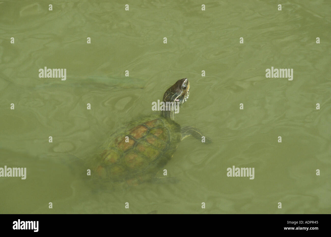 Stripe necked Terrapin Stock Photo - Alamy