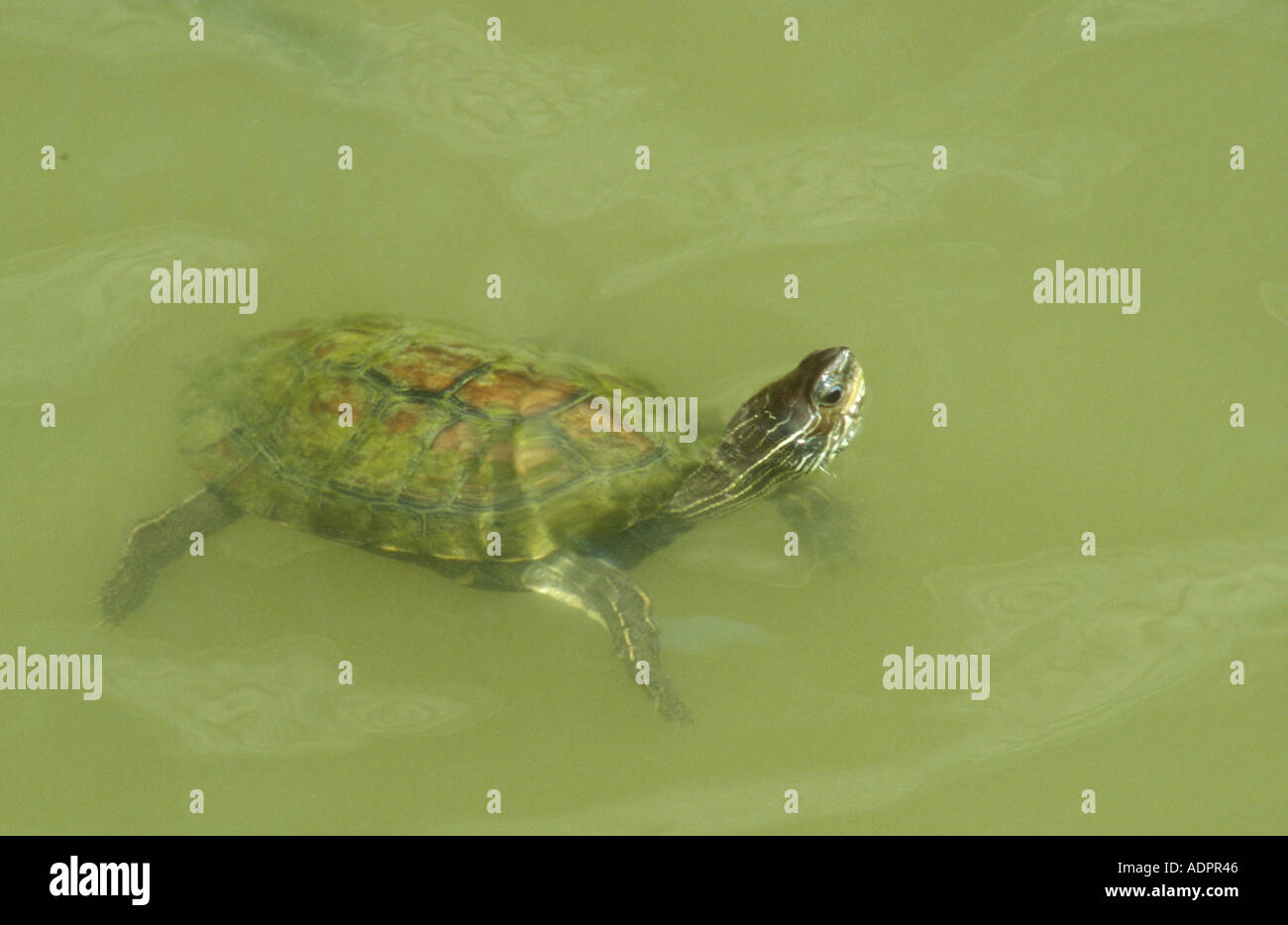 Stripe necked Terrapin Stock Photo - Alamy