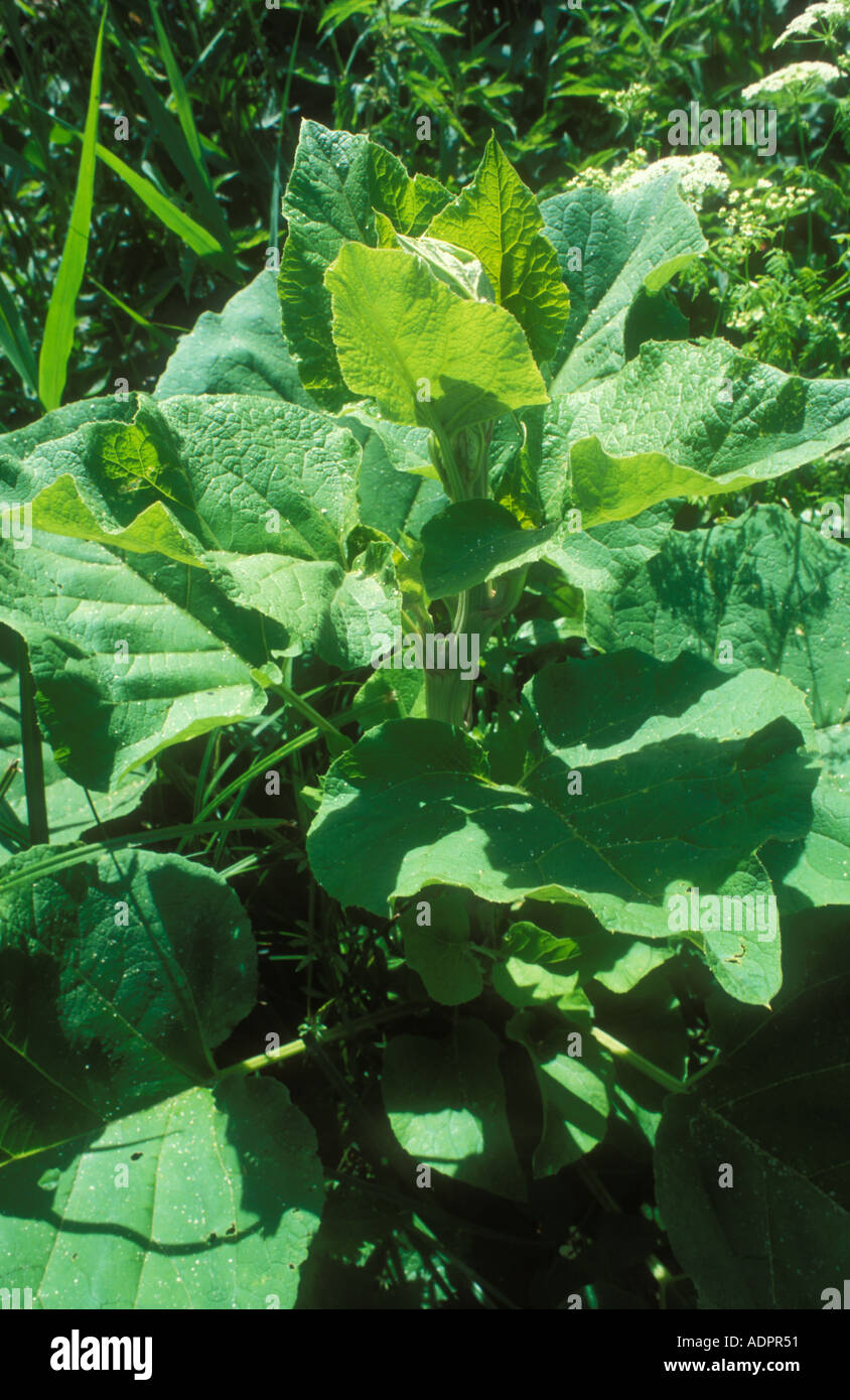 Green leaves lesser burdock arctium hi-res stock photography and images ...