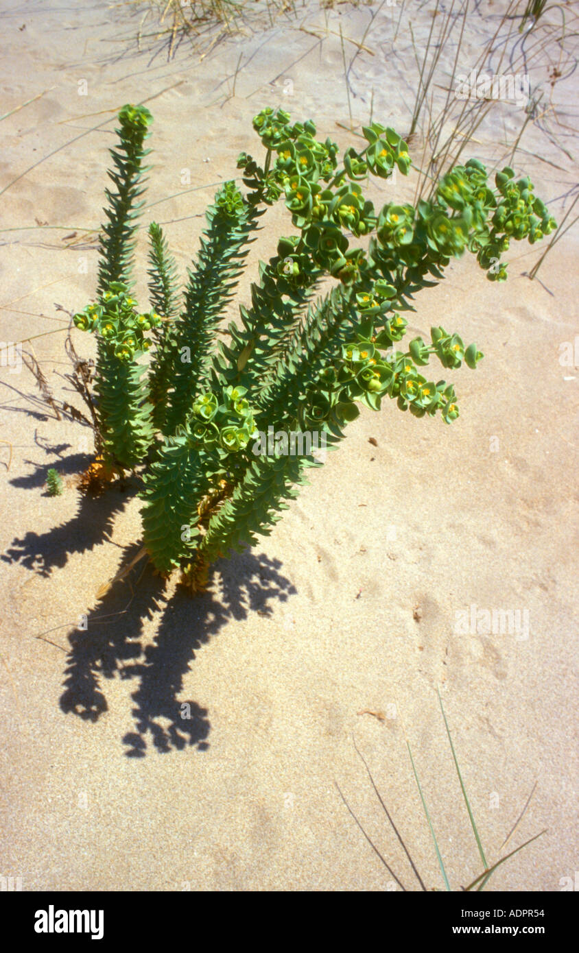 Sea spurge euphorbia paralias growing hi-res stock photography and ...