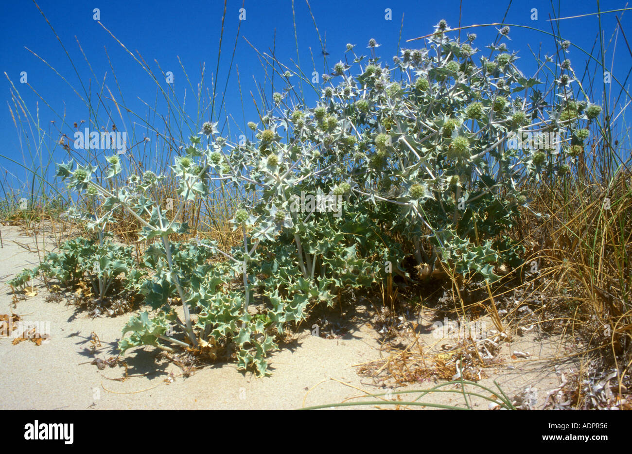 Sea holly growing on sandy beach Stock Photo - Alamy