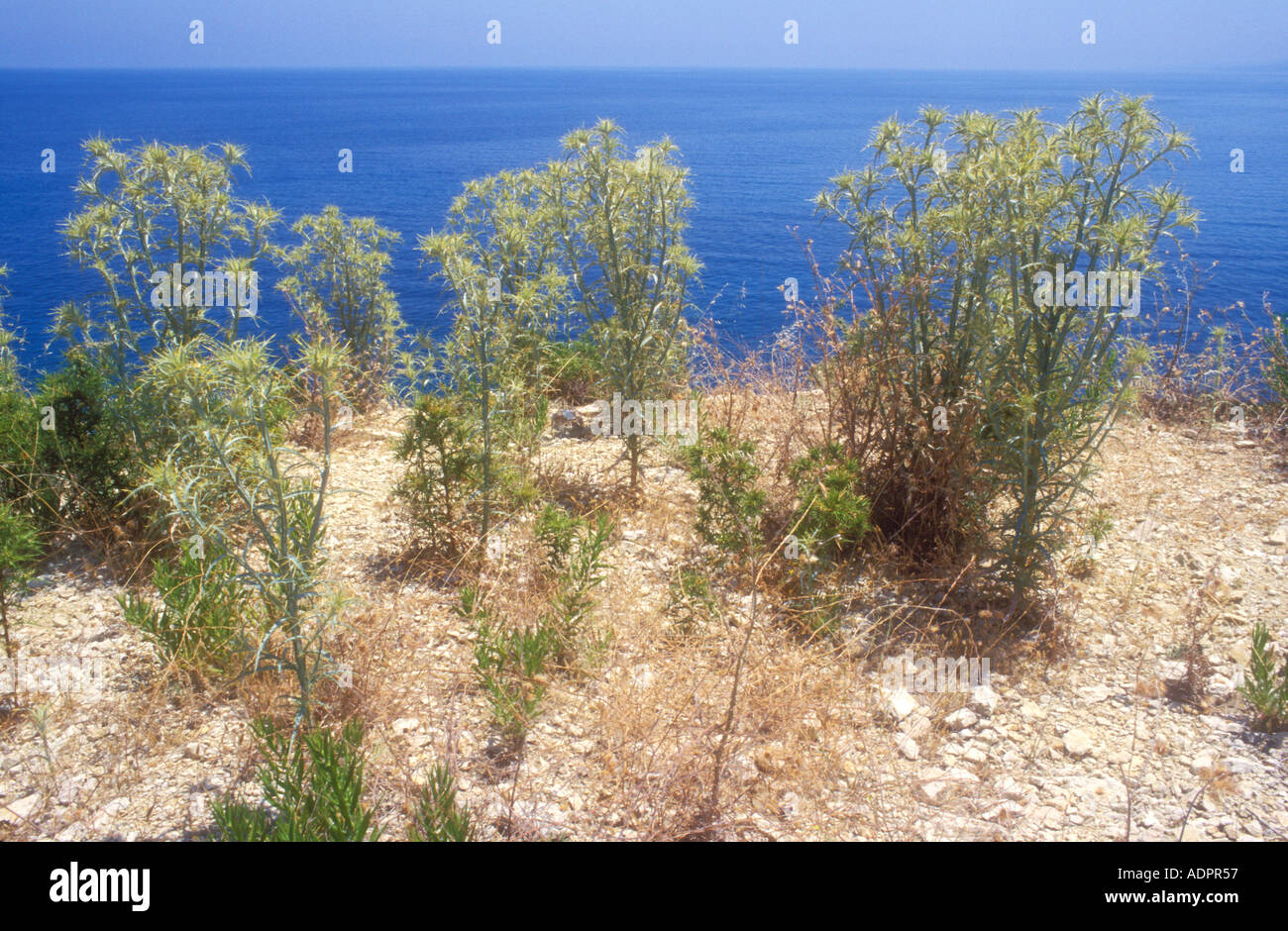 Picnomon acarna hi-res stock photography and images - Alamy